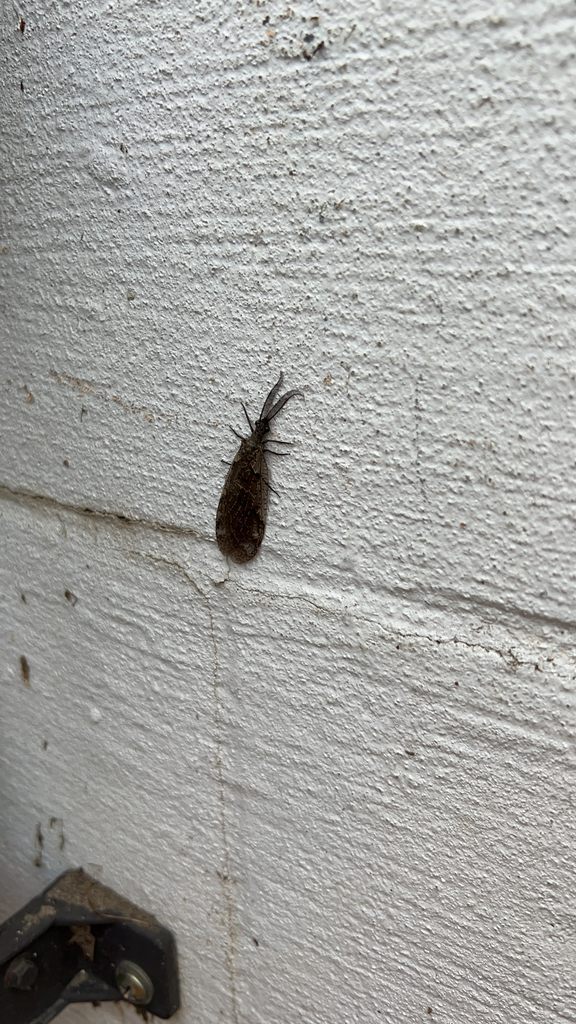 Spring Fishfly from Erie, PA, US on June 8, 2023 at 03:02 PM by kmentz ...