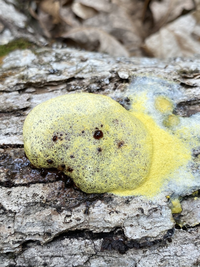 Dog Vomit Slime Mold in June 2023 by jim · iNaturalist