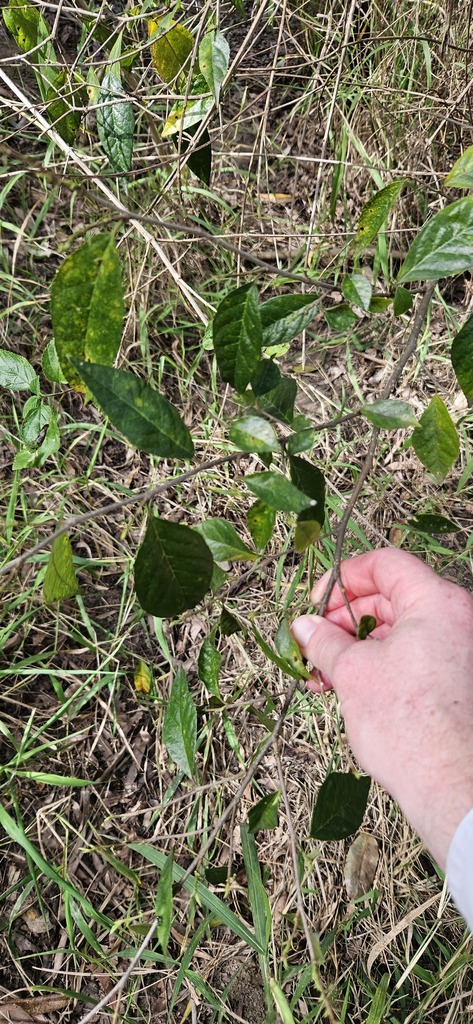 whalebone tree in June 2023 by nswanson_ecp · iNaturalist