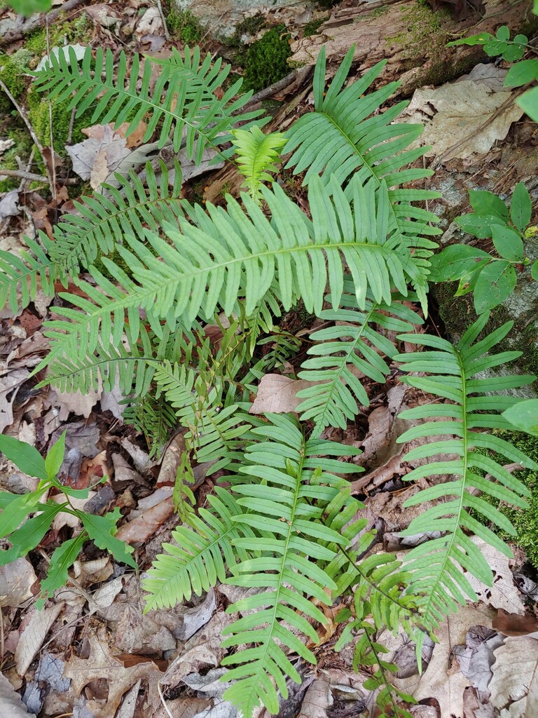Appalachian rockcap fern from Murray County, GA, USA on June 7, 2023 at ...