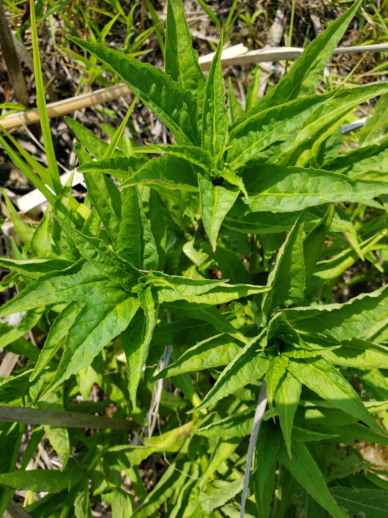 dicots from Aurora, IL 60502, USA on June 8, 2023 at 02:57 PM by Erin ...
