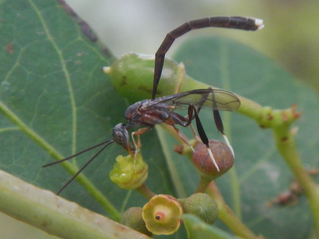 Gasteruption in December 2019 by R. On Clematicissus opaca. · iNaturalist