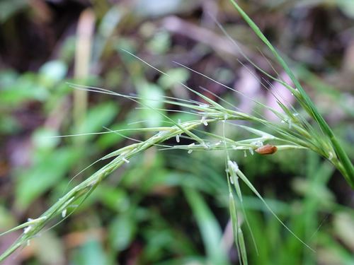 bush rice grass (Microlaena avenacea) · iNaturalist