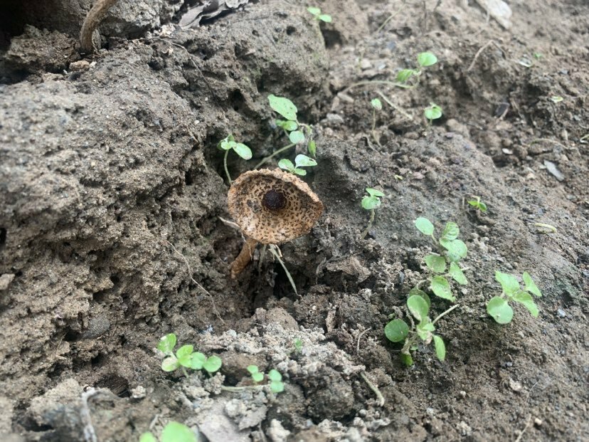 Chestnut Dapperling from Rodriguez, Rizal, Philippines on June 9, 2023 ...