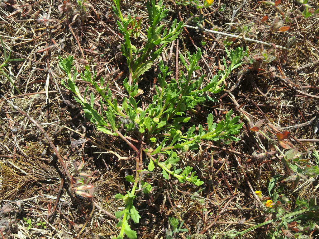 Common Sneezeweed (Centipeda cunninghamii) - Botanical Realm