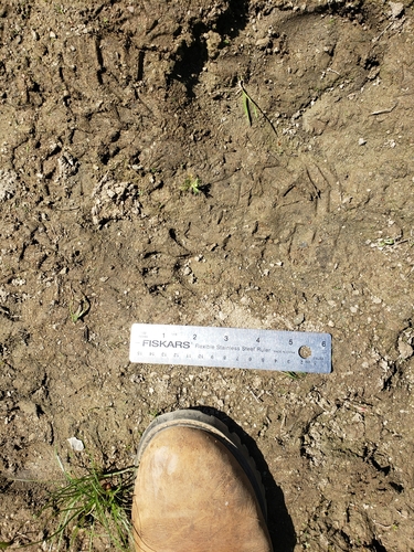 Raccoon Tracks – NatureTracking