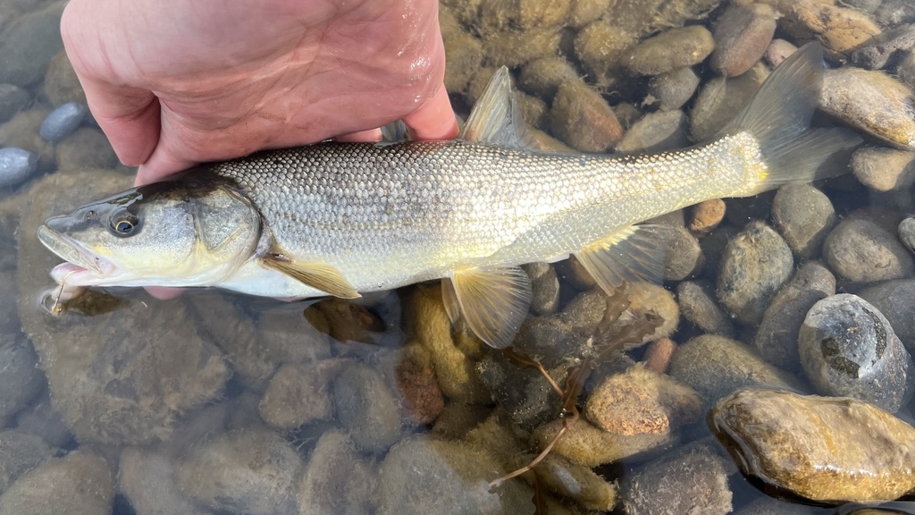 Northern Pikeminnow (Ptychocheilus oregonensis) - Marine Life ...