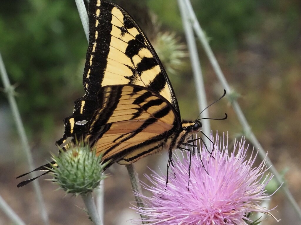 Western Tiger Swallowtail from Los Angeles County, CA, USA on June 8 ...