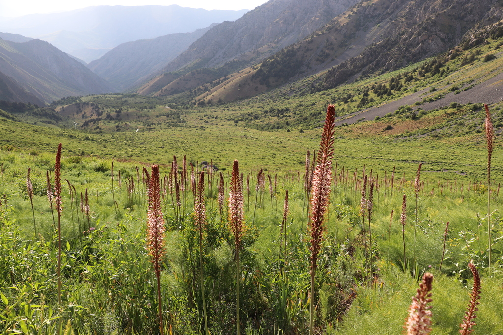 Eremurus regelii from Бостанлыкский район, Узбекистан on June 7, 2023 ...