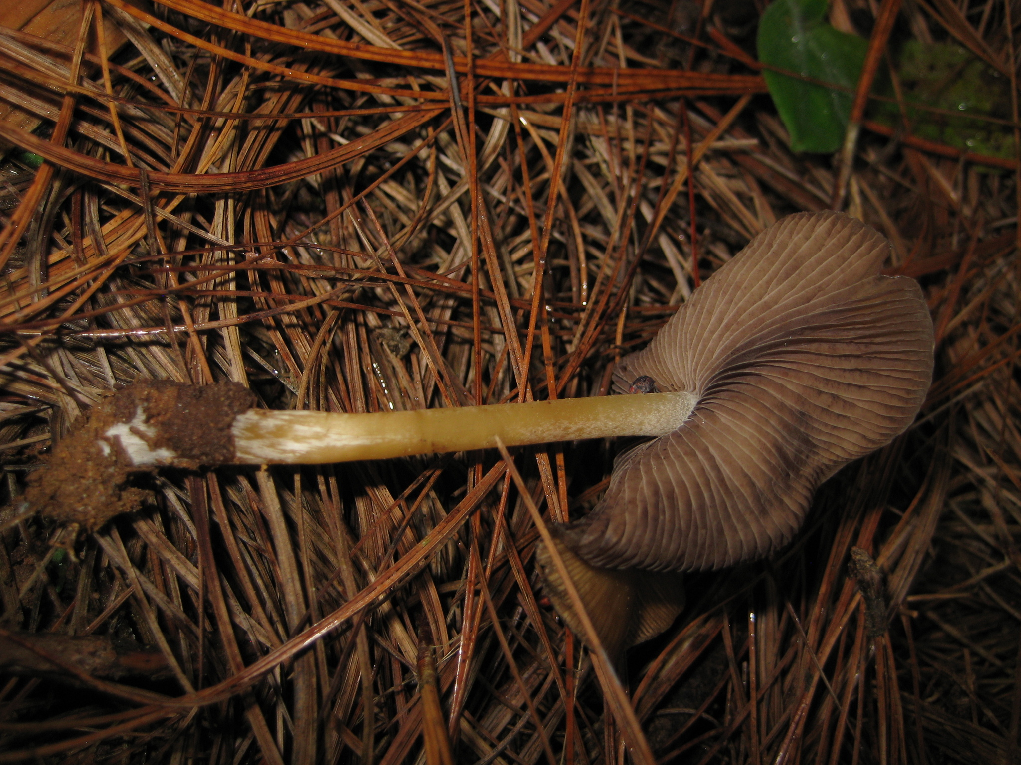Psilocybe caerulescens Murrill