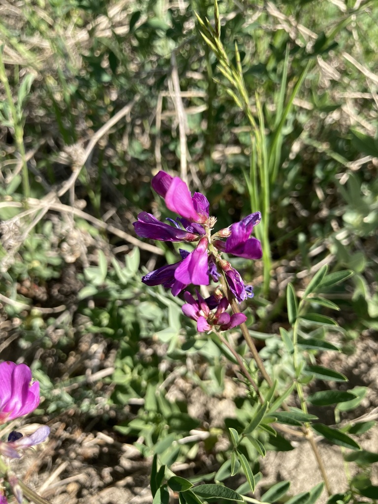 Boreal Sweet-vetch from Southwest Calgary, Calgary, AB, Canada on June ...