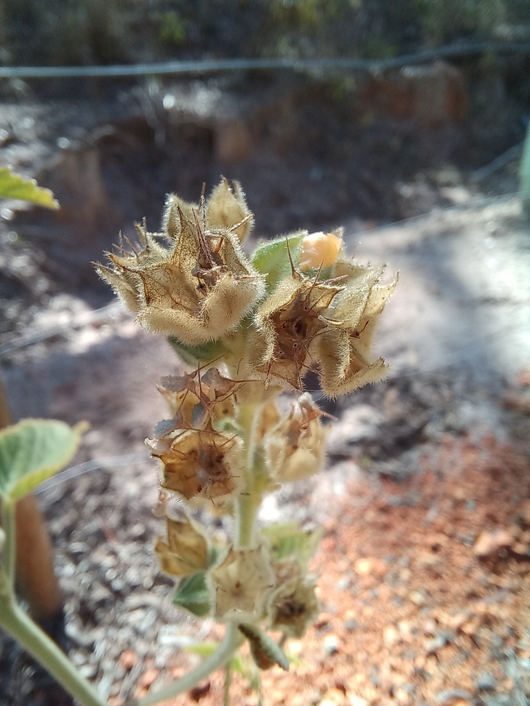 flannel weed from Logan Village QLD 4207, Australia on June 9, 2023 at ...
