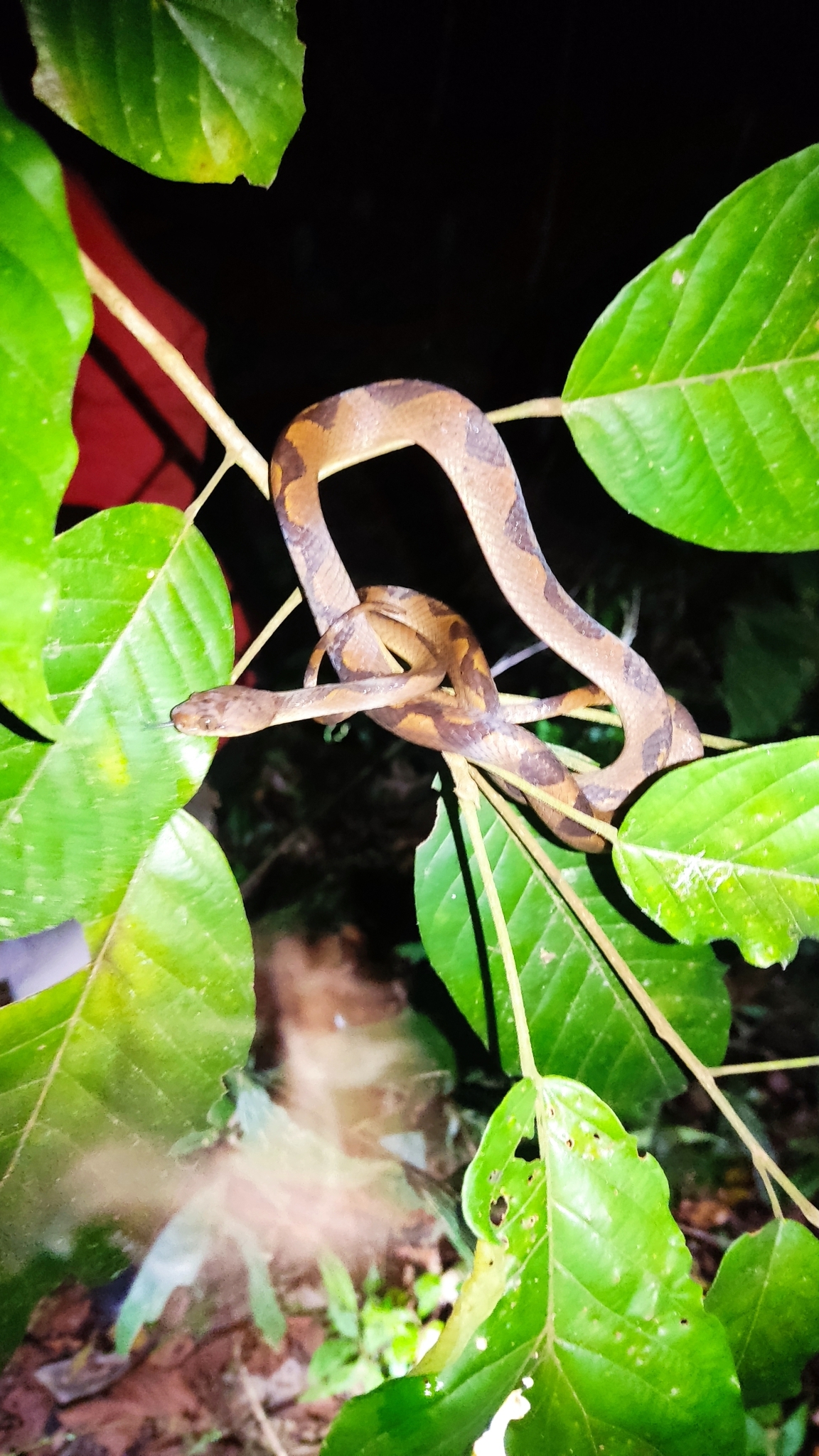 Leptodeira annulata (Linnaeus, 1758)