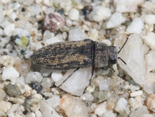 Anambodera lucernae · iNaturalist