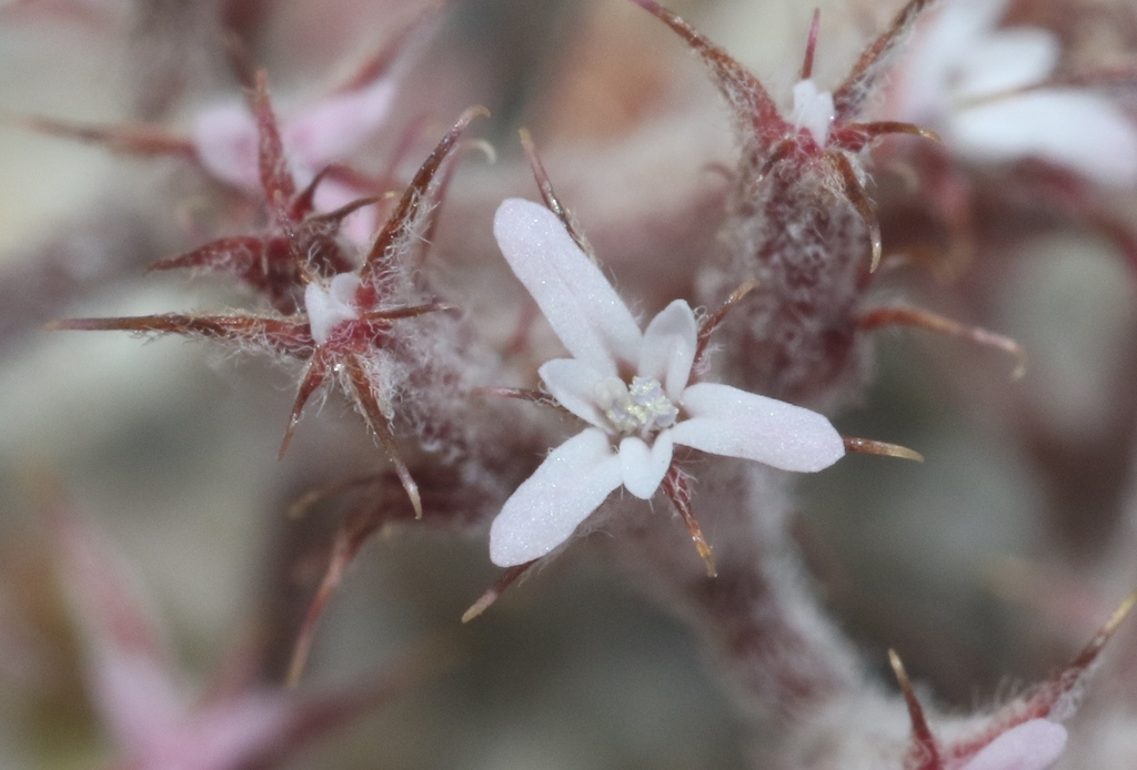 white-bracted spineflower in May 2023 by James Bailey · iNaturalist