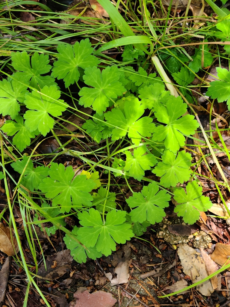 Thunberg's Geranium from Mayasantenjo temple, Mayasanchō, Nada Ward ...