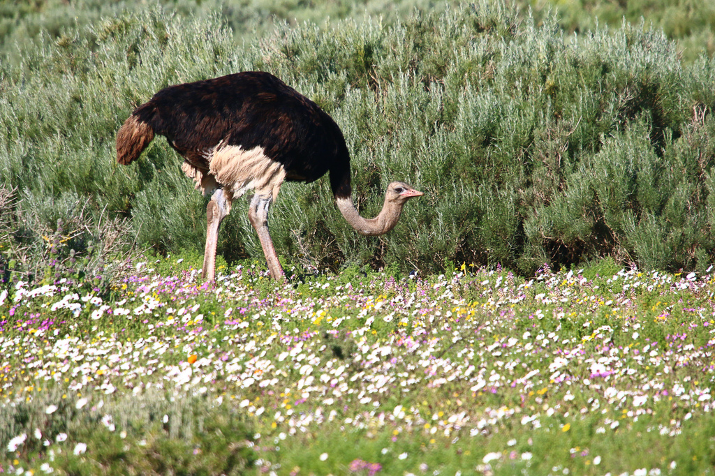 Southern Ostrich (Struthio camelus australis) - Avian Discovery