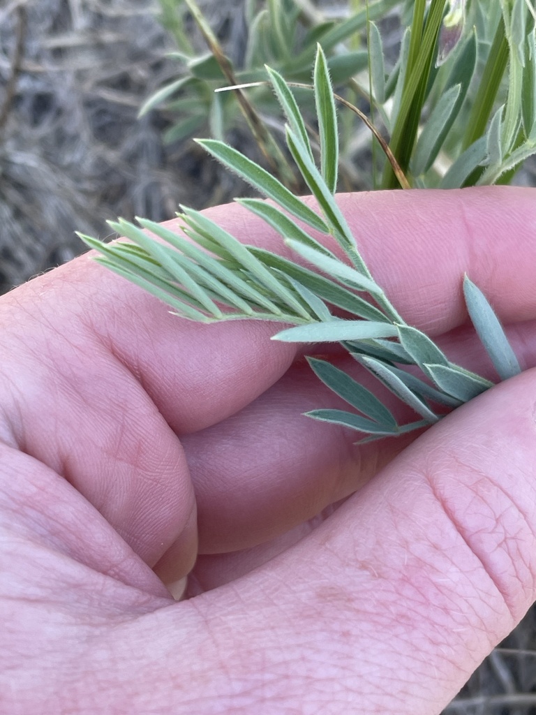 Manystem Pea (Lathyrus polymorphus) - Botanical Realm