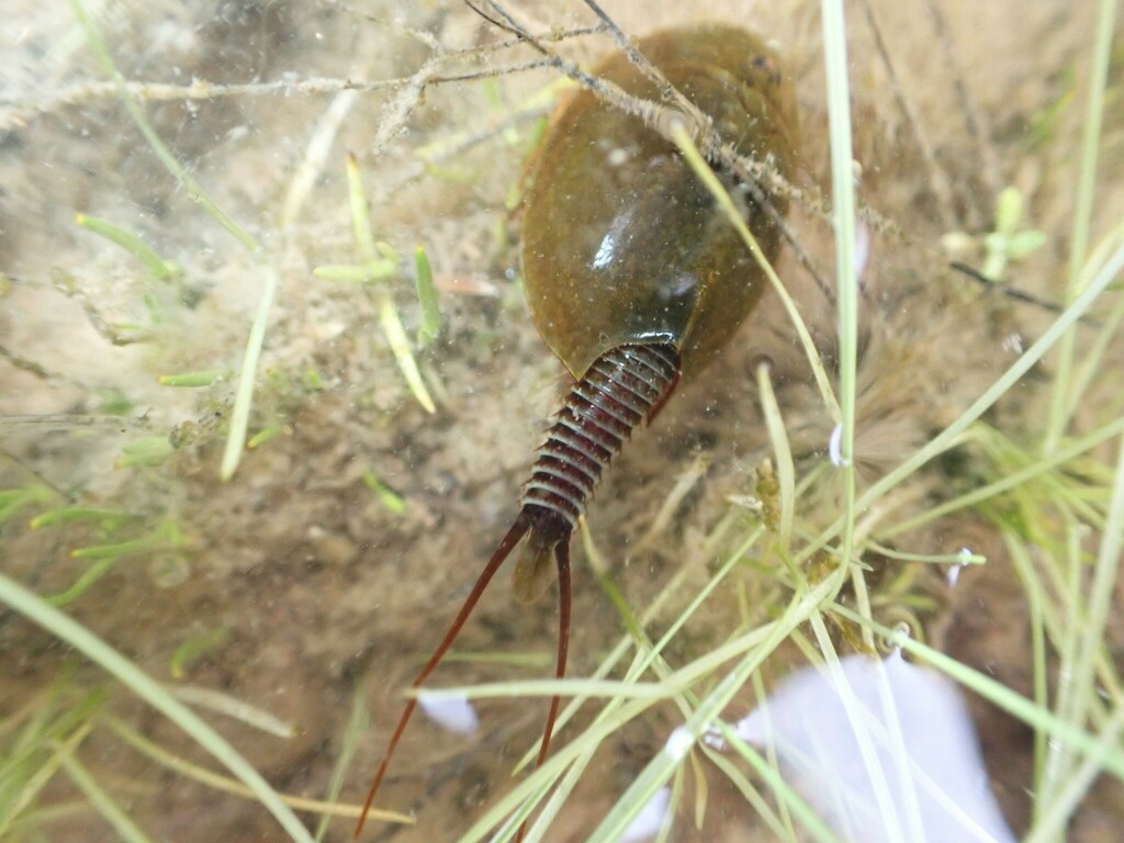 Lepidurus from Lassen County, CA, USA on May 24, 2023 at 01:24 PM by ...
