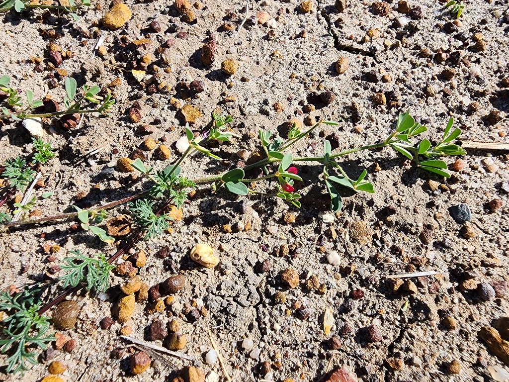 Lotus cruentus from Jackson North QLD 4426, Australia on June 7, 2023 ...