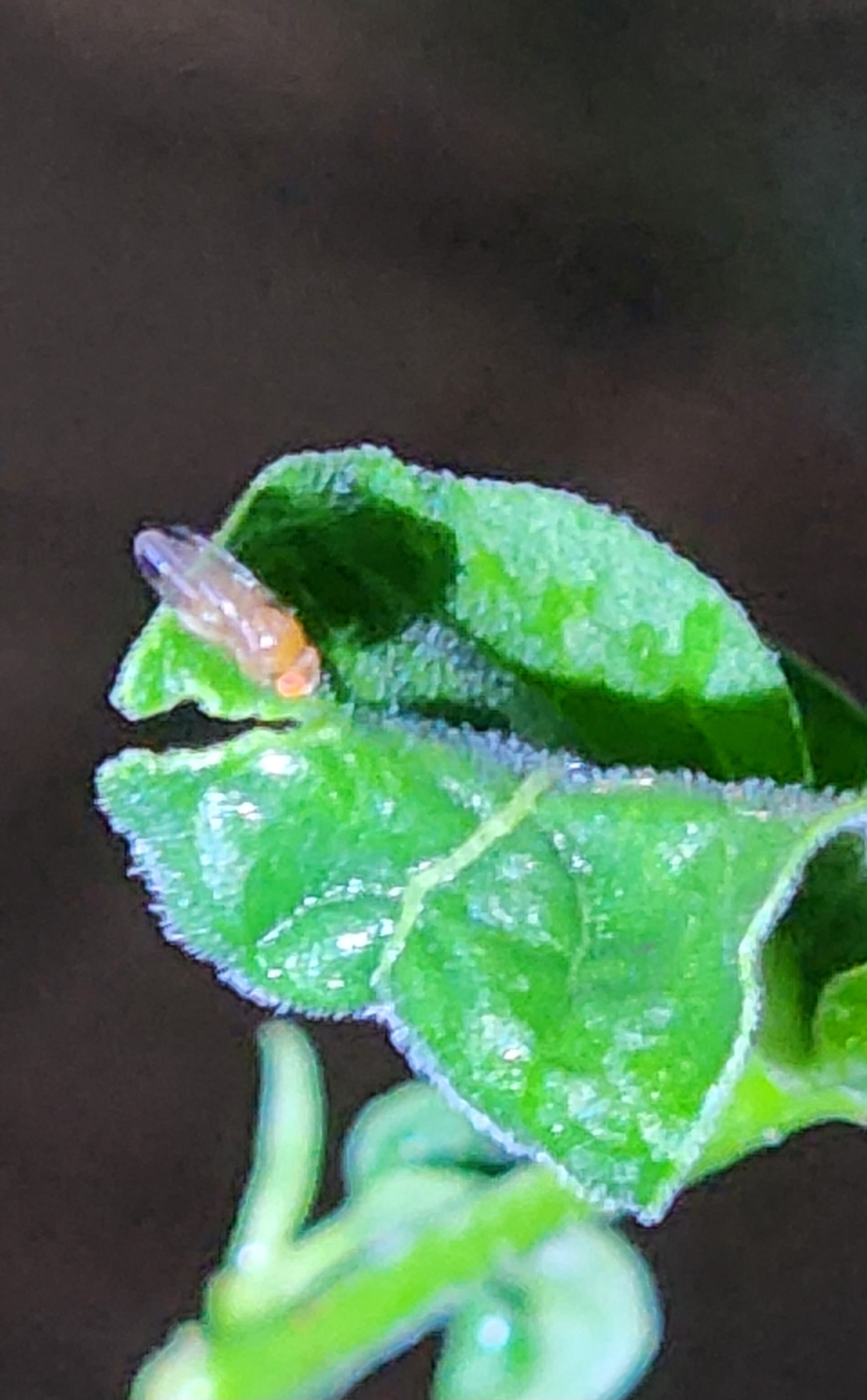 Drosophila suzukii (Matsumura, 1931)