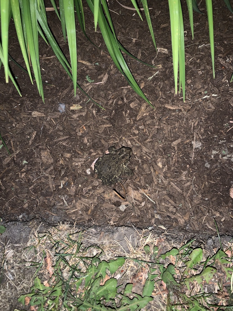 American Toad from Beta Dr, Mayfield, OH, US on June 8, 2023 at 10:16 ...