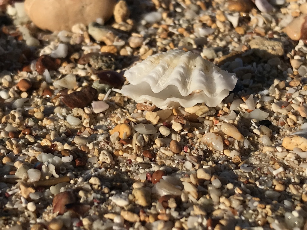 Giant Clams from Indian Ocean, North West Cape, WA, AU on June 8, 2023 ...