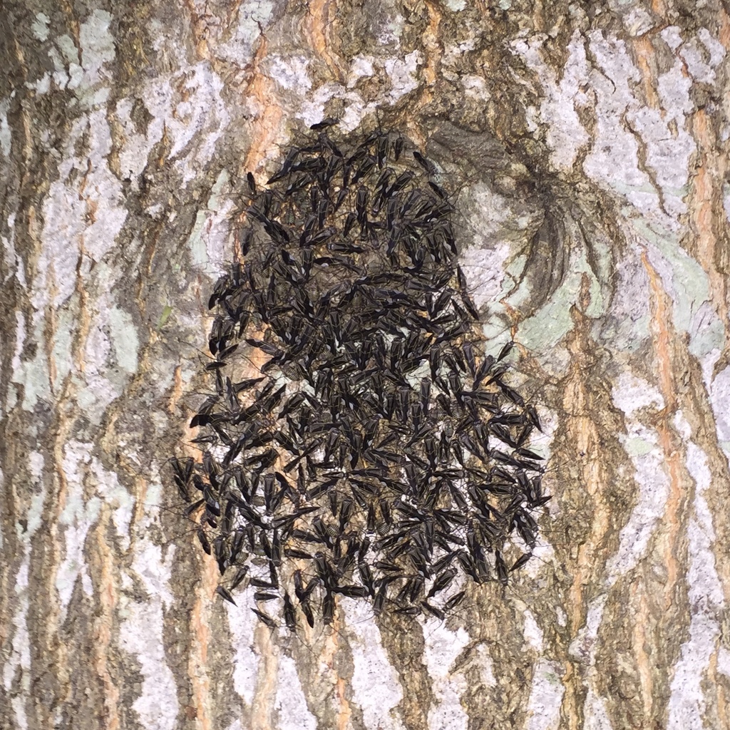 Tree Cattle from Oak Lodge Dr, Pearland, TX, US on April 17, 2015 at 12 ...