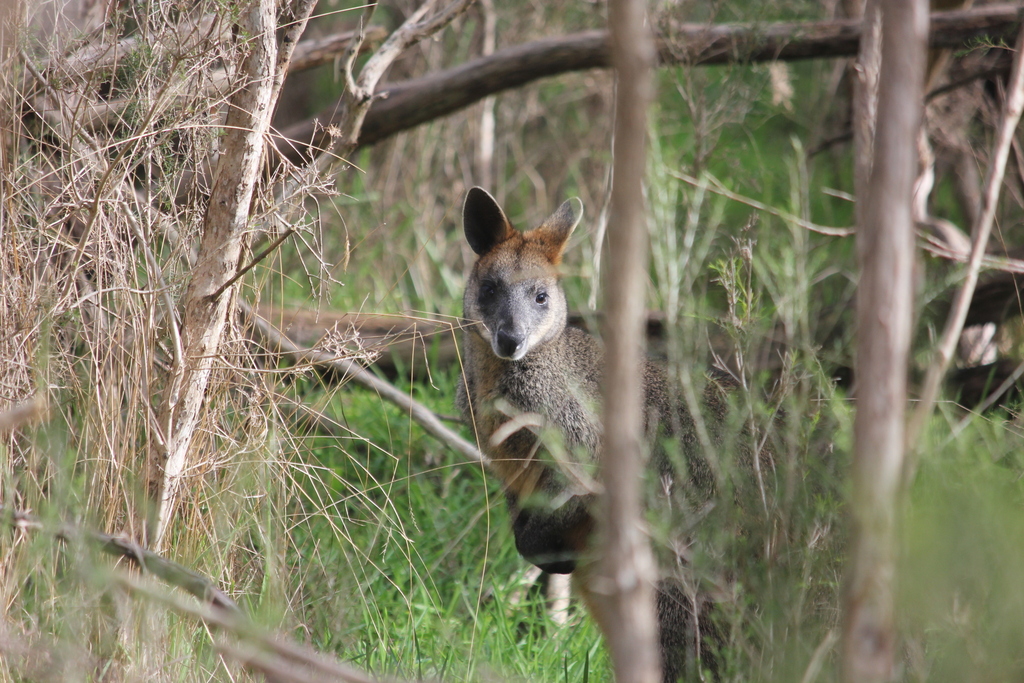 Swamp Wallaby from Mount Martha VIC 3934, Australia on June 9, 2023 at ...