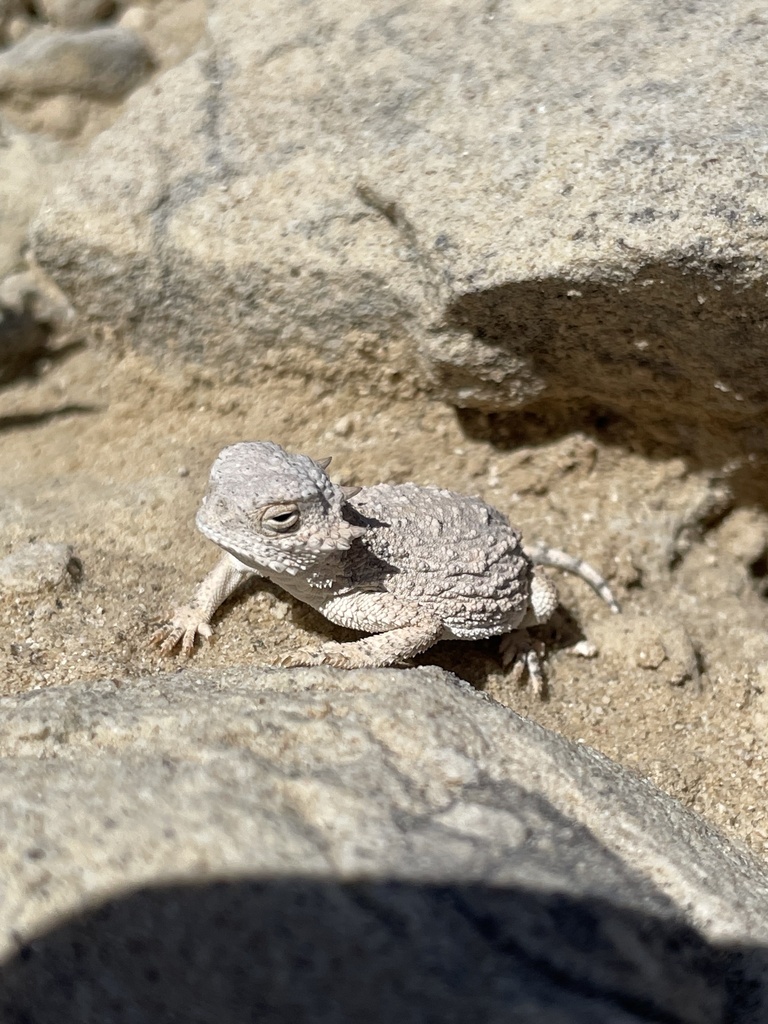 Roundtail Horned Lizard from Rio Rancho, NM, US on June 8, 2023 at 02: ...