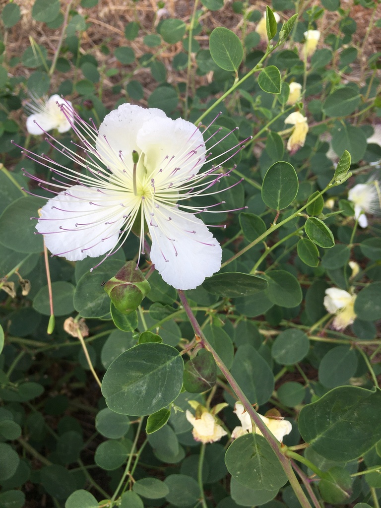 Caper Bush from Cyprus, Paphos, Paphos, CY on June 9, 2023 at 07:04 AM ...
