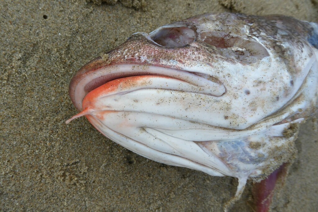 Red cod from Kaunihera a-Rohe o Ōtepoti, Otago, New Zealand on May 19 ...