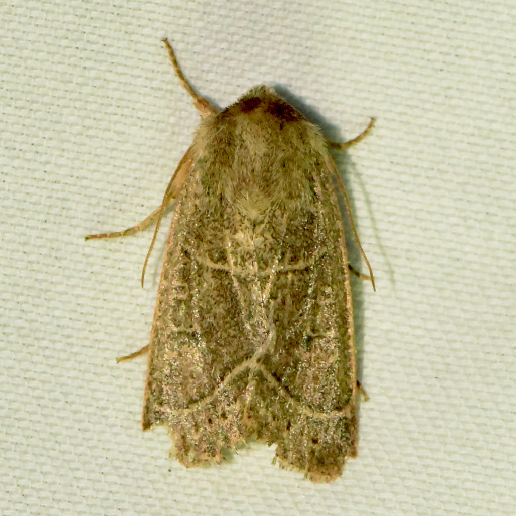 Eriopygini from Starke County, IN, USA on June 08, 2023 at 09:15 PM by Martin R. Lucas. Came to ...