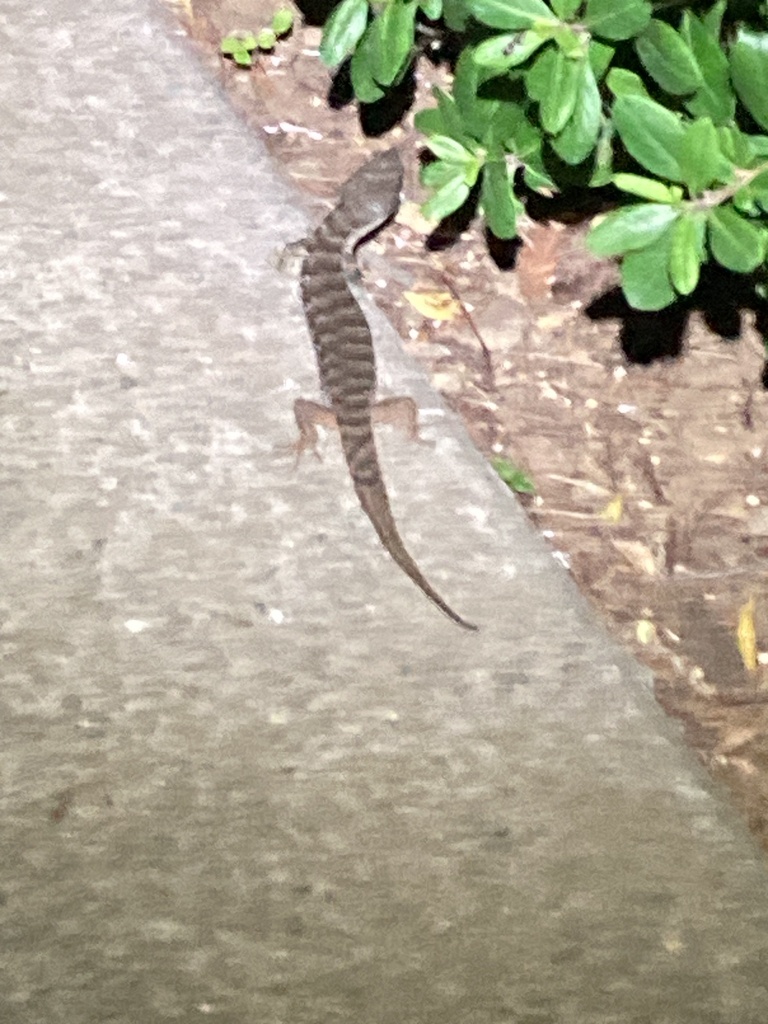 California Alligator Lizard from E Eighth St, Chico, CA, US on June 8 ...