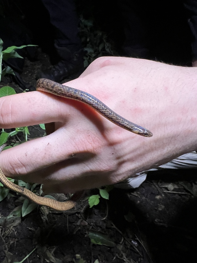 Atractus microrhynchus in June 2023 by mywildbackyard · iNaturalist