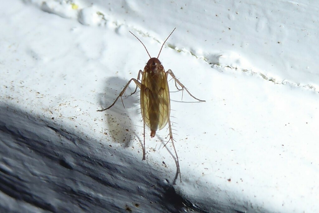 Mycetophila fagi from Waikouaiti, New Zealand on May 19, 2023 at 09:00 ...