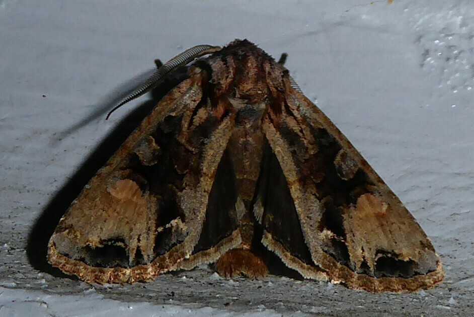 Ichneutica scutata from Waikouaiti, New Zealand on May 19, 2023 at 10: ...
