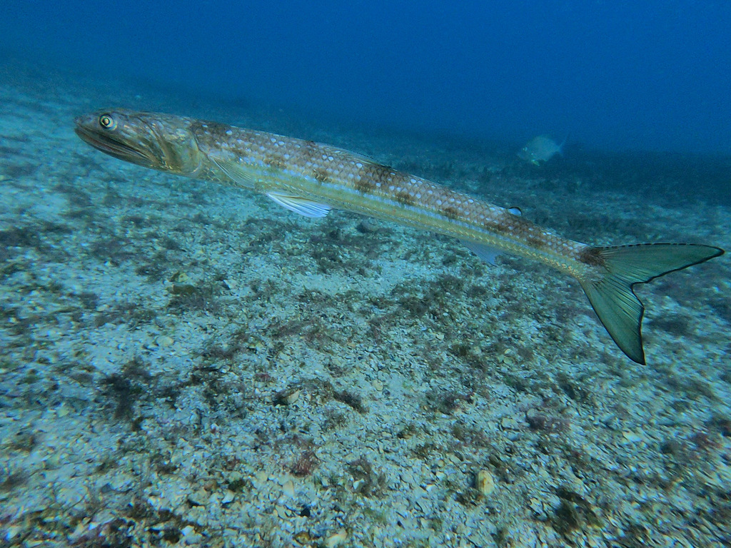 Large-scaled Grinner (Saurida undosquamis) - Marine Life Identification