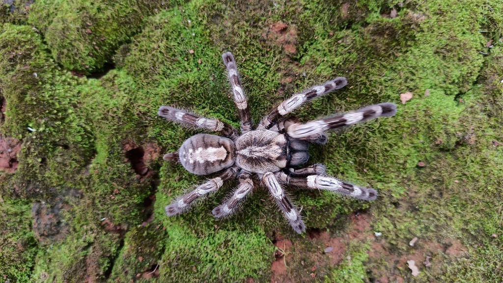 Bengal Spotted Ornamental Tarantula in October 2021 by RAKESH KUMAR ...