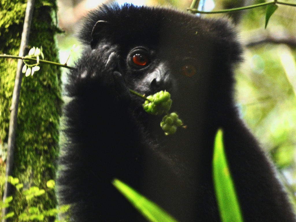 Milne-Edwards' Sifaka in June 2023 by Gabriel Bienzobas Fernández ...