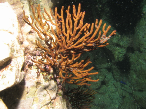 Leptogorgia cuspidata · iNaturalist