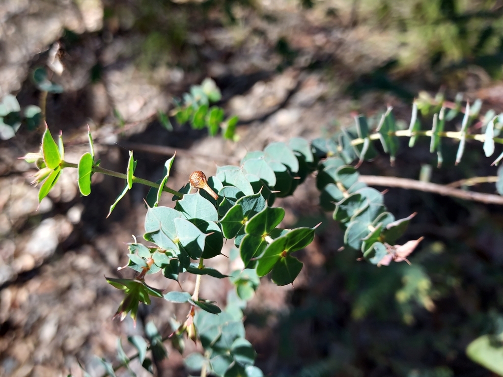 spiny bush-pea from Cedar Creek QLD 4207, Australia on June 9, 2023 at ...