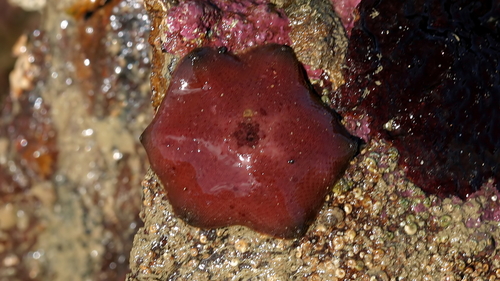 Patiriella brevispina · iNaturalist Mexico