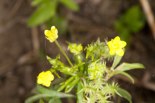Acker-Hahnenfuß (Madeira Pflanzen Myrtales, Oxalidales, Ranunculales ...