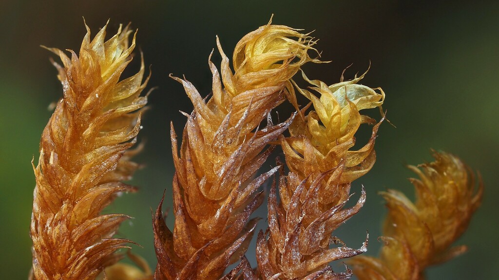 Large Hook-moss (Drepanocladus lycopodioides) - Botanical Realm