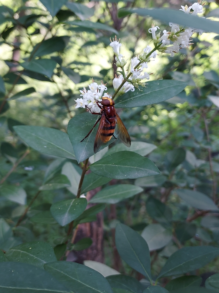 Hornet Mimic Hover Fly from ფონიჭალის ნაკრძალი, Georgia on June 9, 2023 ...