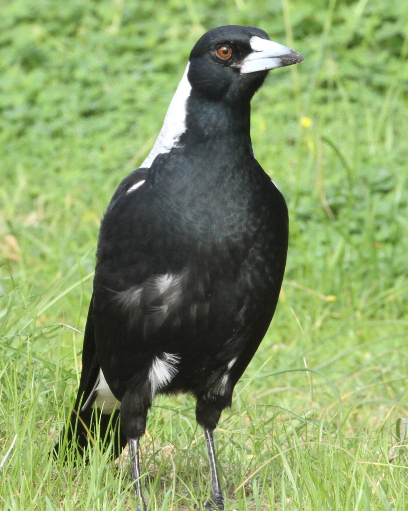Australian Magpie from Adelaide SA, Australia on June 9, 2023 at 11:19 ...