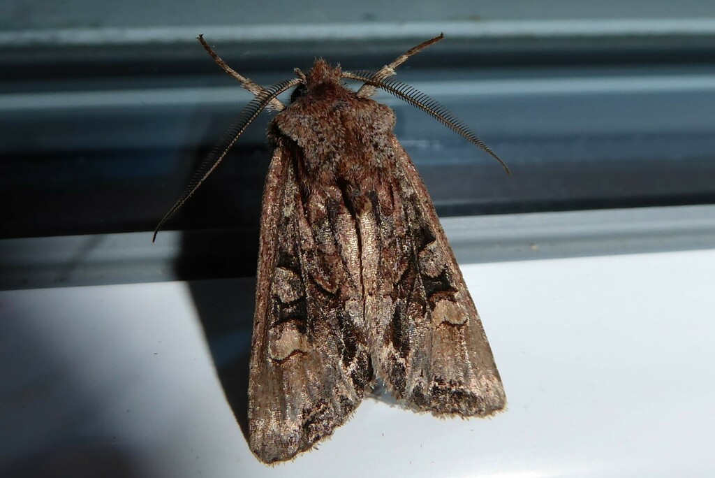 Ichneutica scutata from Waikouaiti, New Zealand on May 20, 2023 at 07: ...