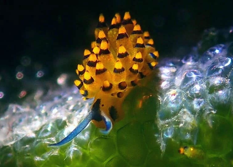Stiliger ornatus (Nudibranchs and Sea Slugs of Indonesia) · iNaturalist