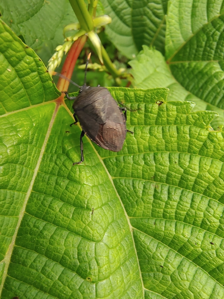 Coridius chinensis from Yichun, CN-JX, CN on June 7, 2023 at 03:48 PM ...